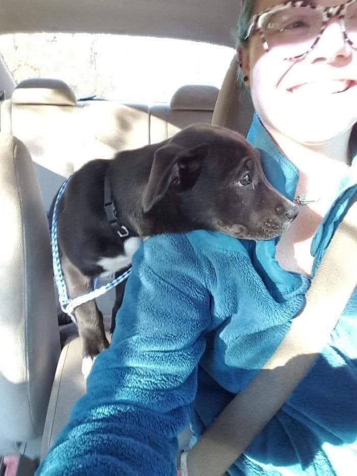 Cagnolina adottata dal canile viaggia verso casa serena sul sedile dell ...
