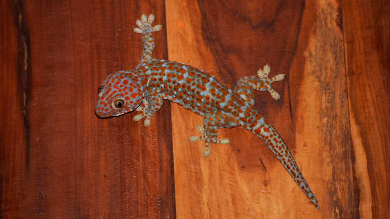 Ferienhaus: Geckos sind kein Reisemangel