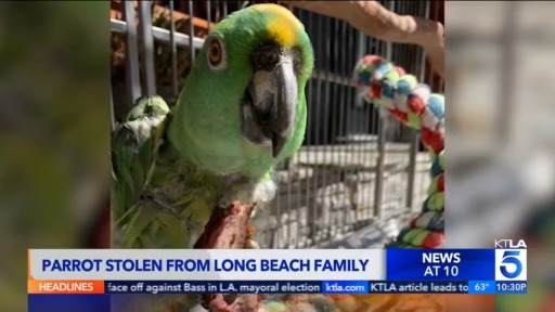 Parrot stolen from family in Long Beach