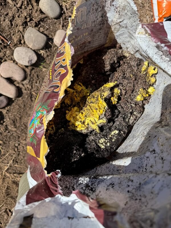 Gardener opens bag of potting soil to find bizarre yellow surprise ...