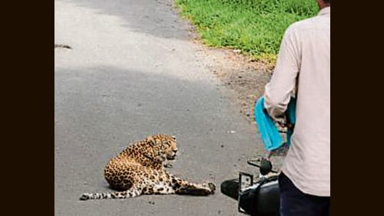 Leopard with paralysed hind legs rescued in Sirmaur