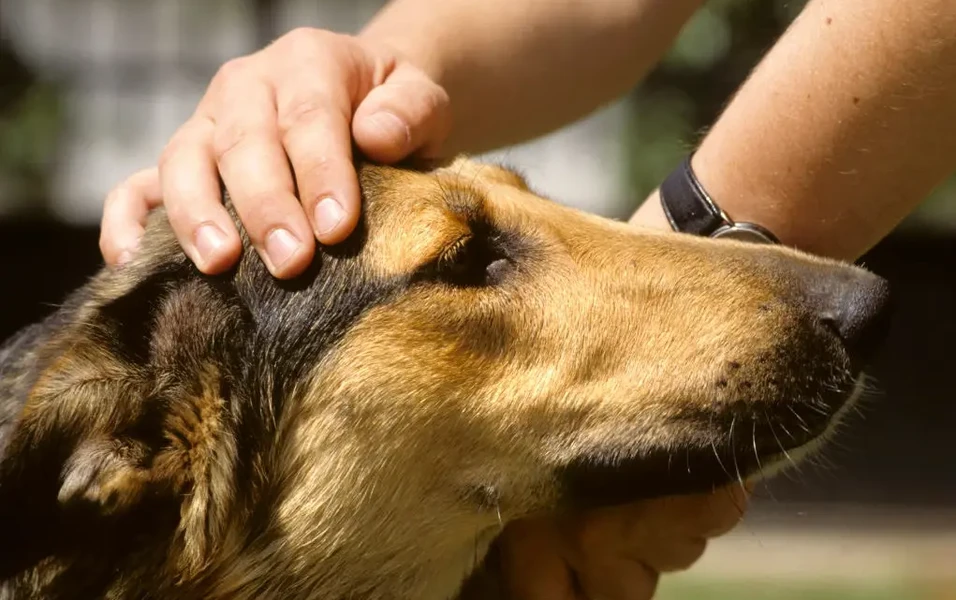 Experts reveal top guard dog breeds for safety and family life