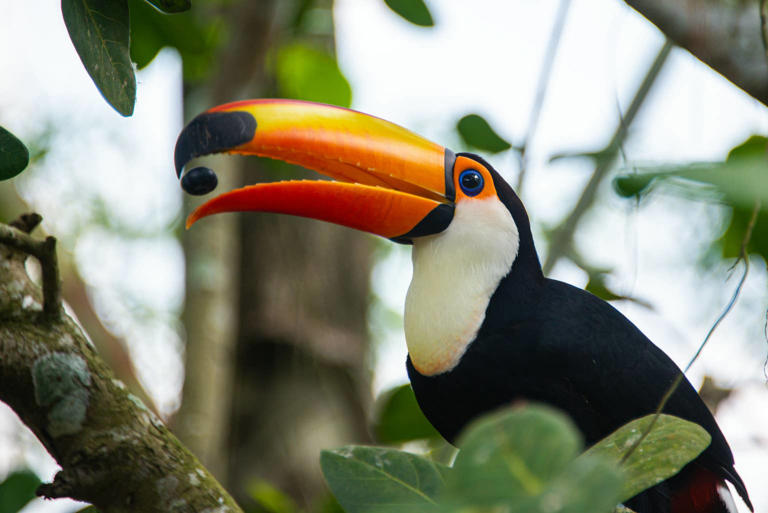 Watch Chester the toucan use the fridge water dispenser for a hilarious ...