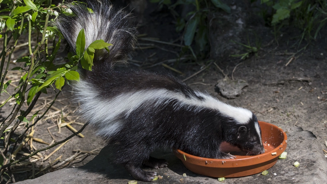 Living peacefully with the neighborhood skunk