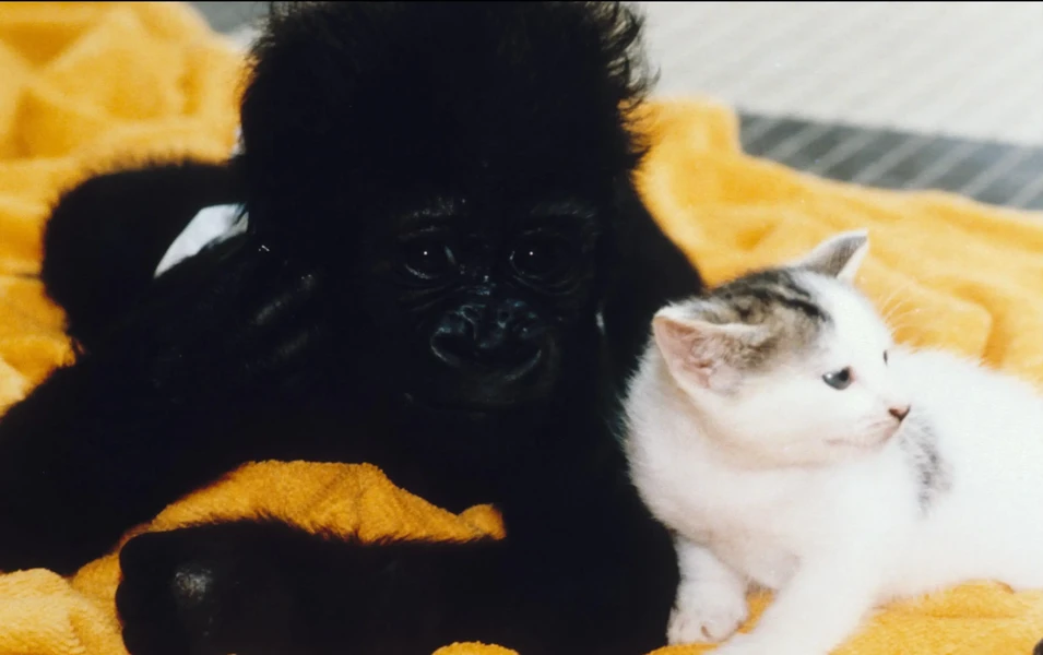 When animals choose forever friends across species