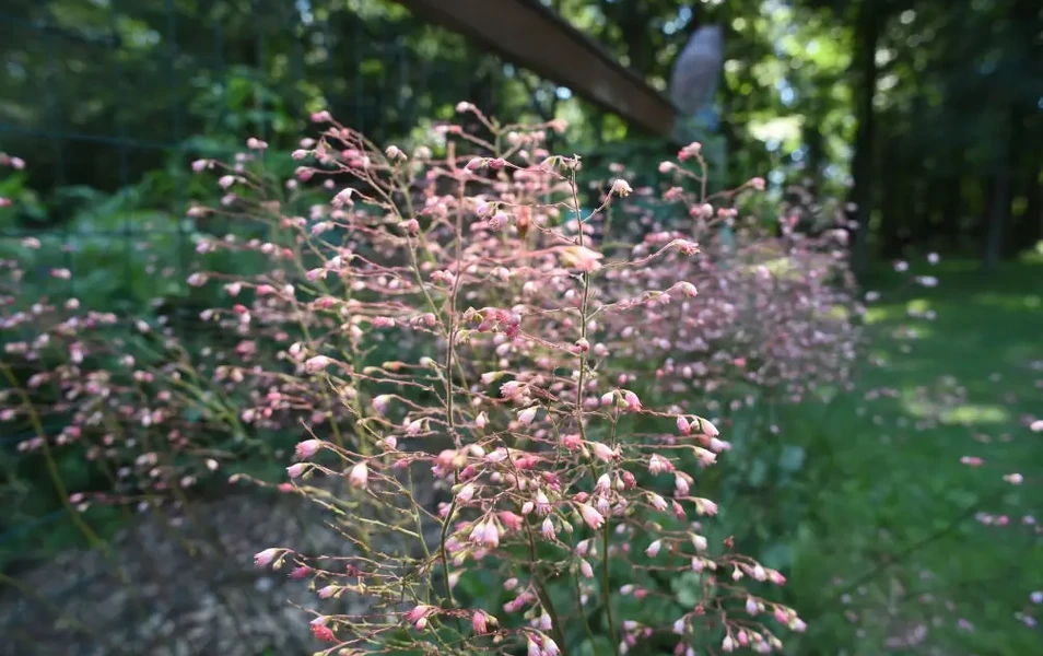 Coral bells that glow in shade gardens