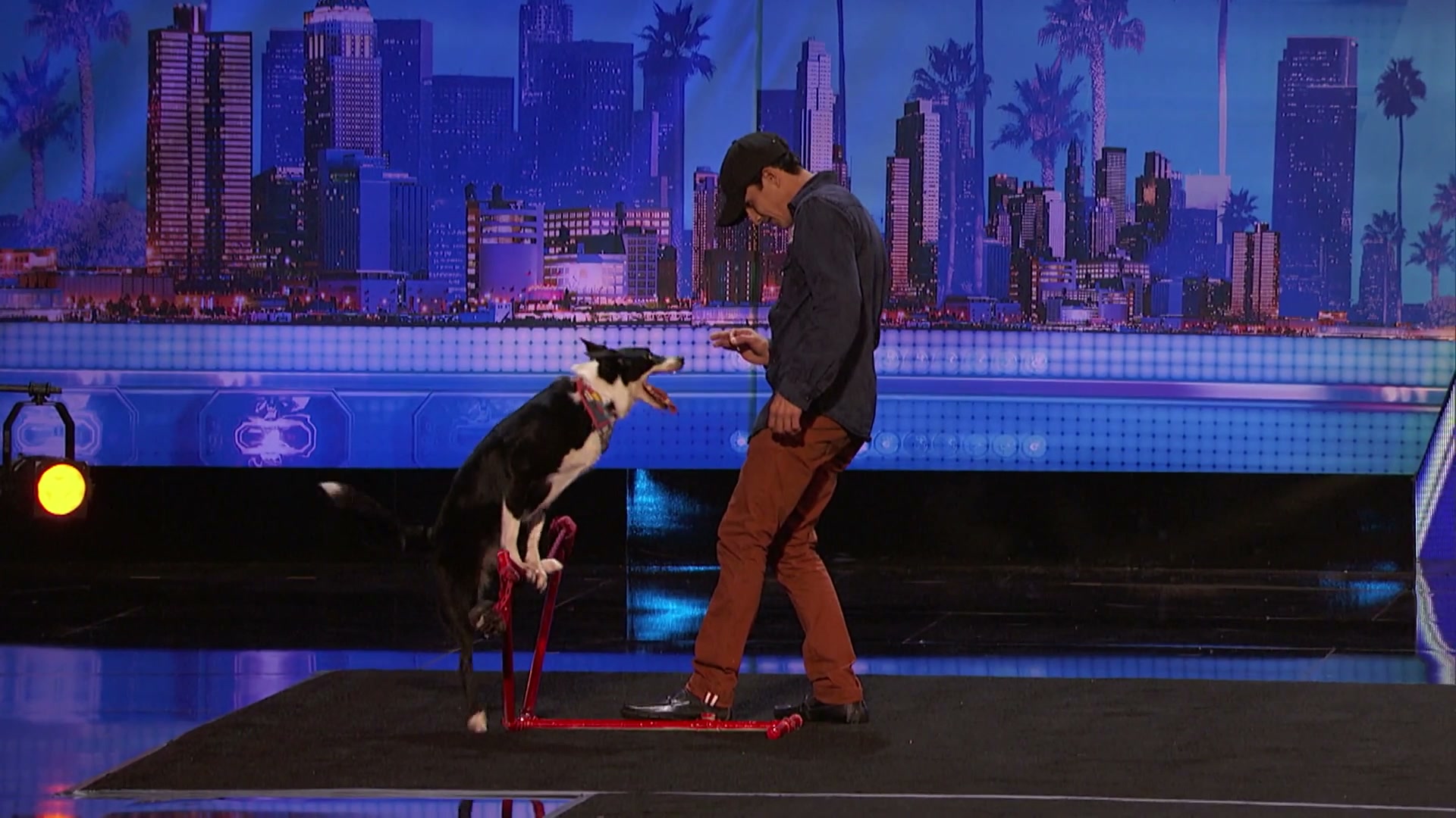 Pato and Ginger the dog: Audience goes nuts for amazing dog tricks ...