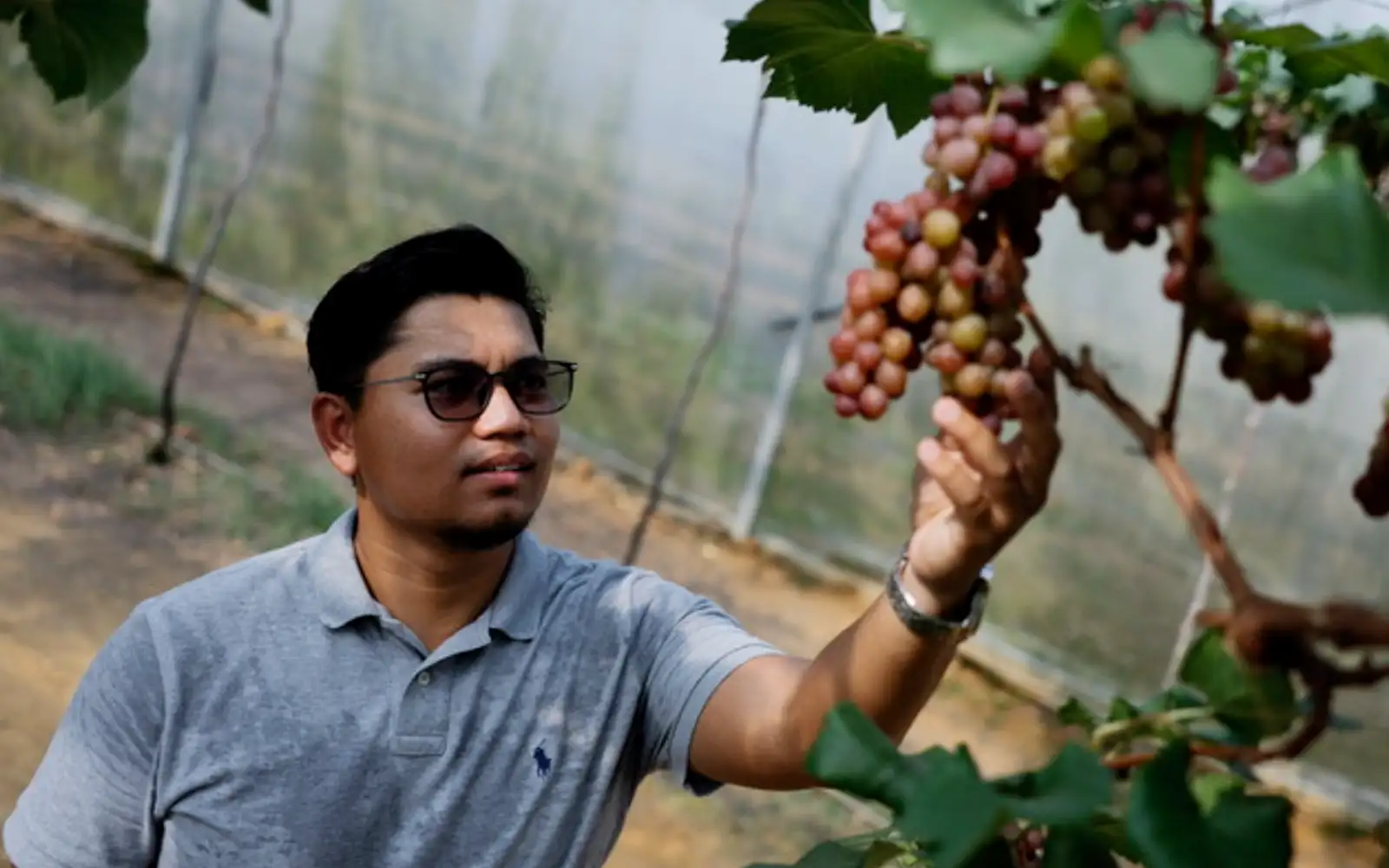 Dzarul Hakim’s homegrown grapes receive a royal touch