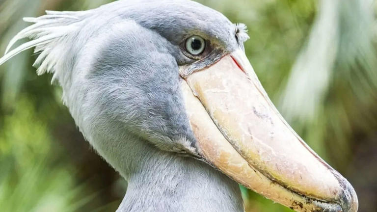 8 birds that look more like dinosaurs, reptiles, and even aliens