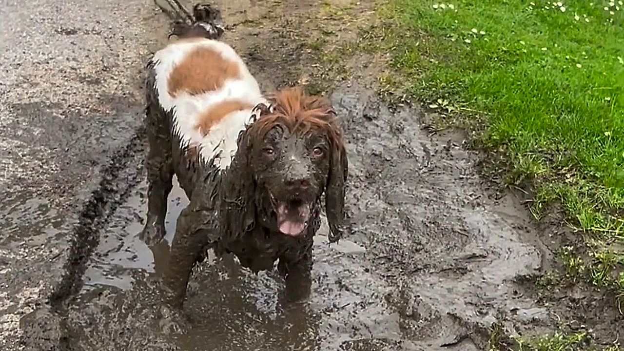 Mud-loving spaniel Oreo delights passersby with shameless puddle bath ...