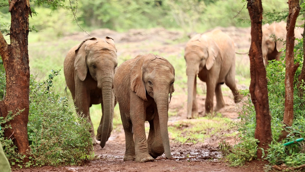 Animal rescues draw lessons from wild acts of compassion
