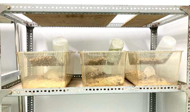 EU launches plan to phase out animal testing in chemical safety checks