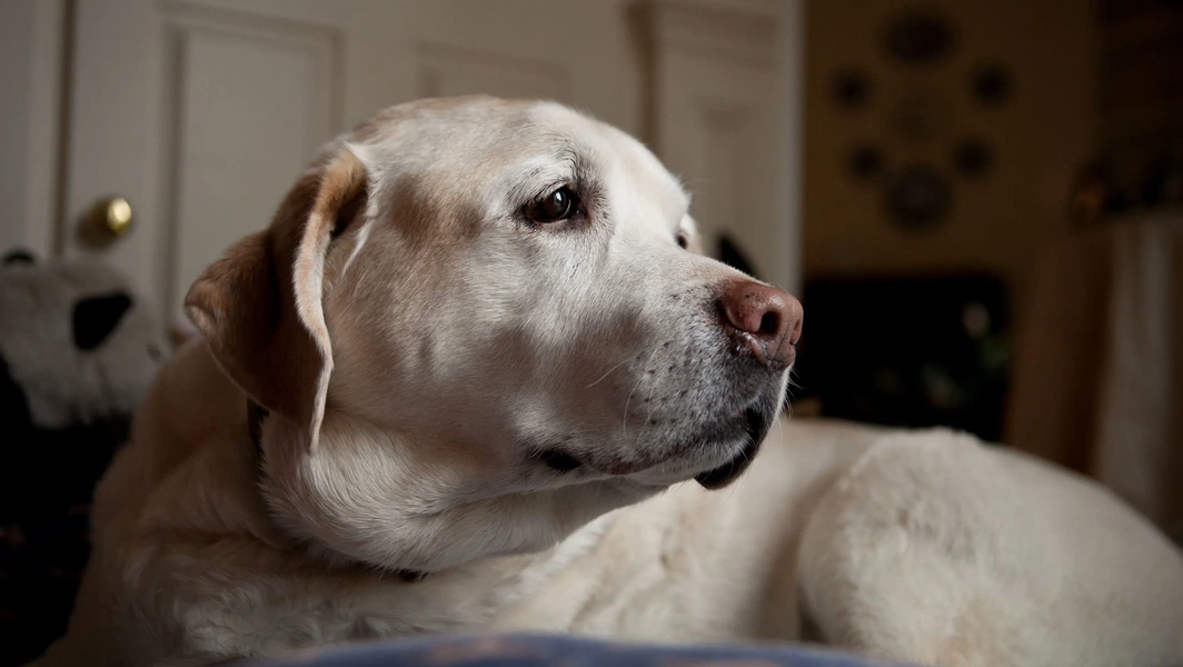 Helping your dog feel less anxious