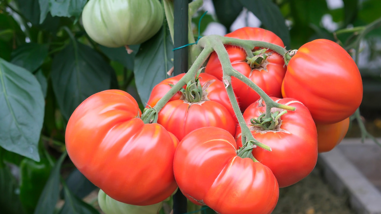Give your tomato plants sweeter flavor with one simple soil swap