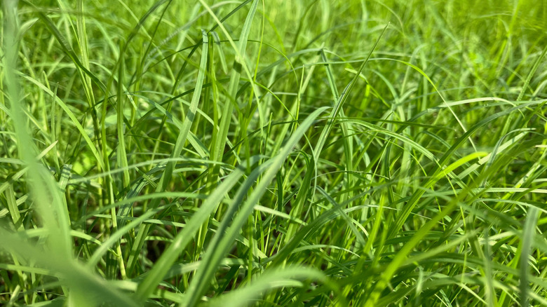 12 common types of weeds that are attracting pests to your yard