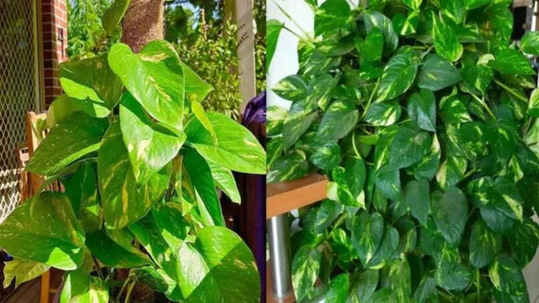 Money plant leaves losing colour? Try these 7 tips for greener, shinier ...
