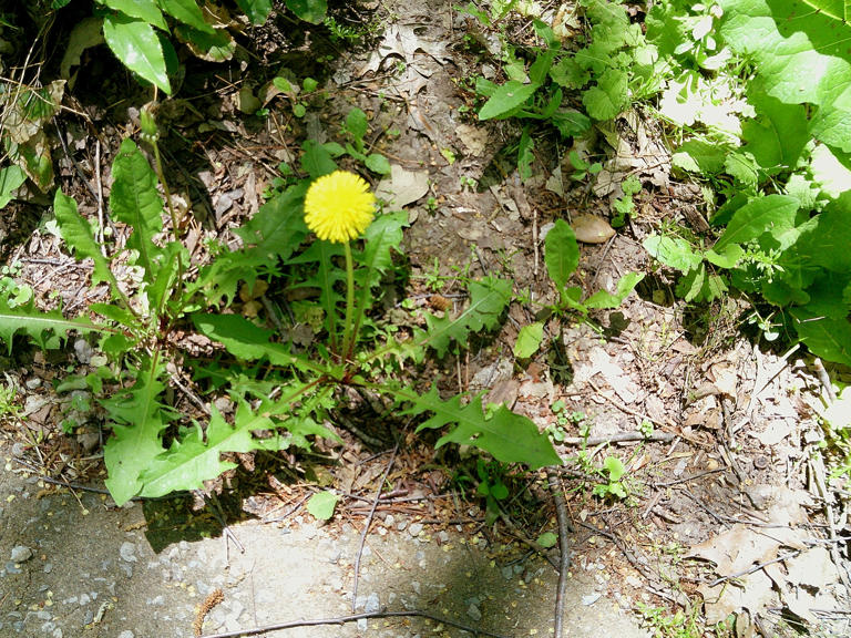 I gave a cheap compact camera to my 6-year-old. What he said struck me ...