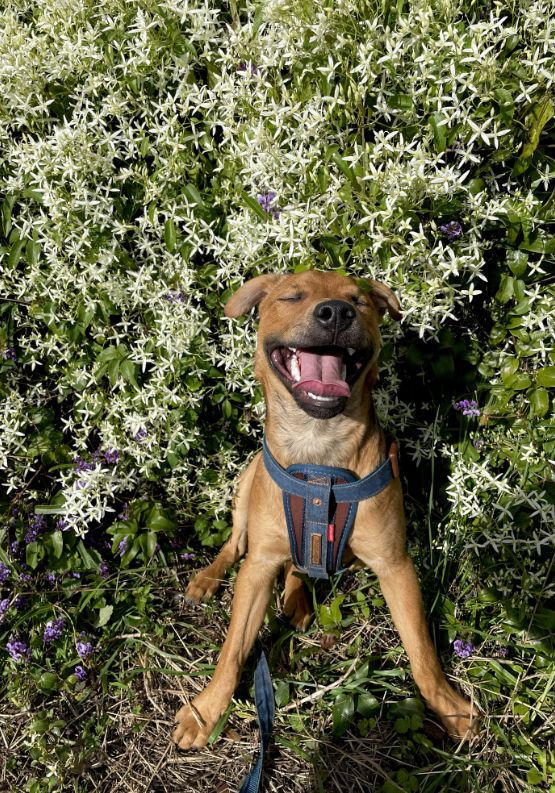 21 Deeply Happy Dog Pics fur a Tail Wagger of a Weekend