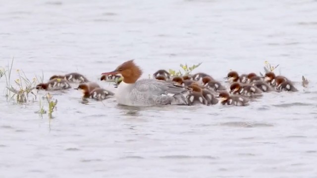 Video shows mother duck gliding through water with massive duckling ...