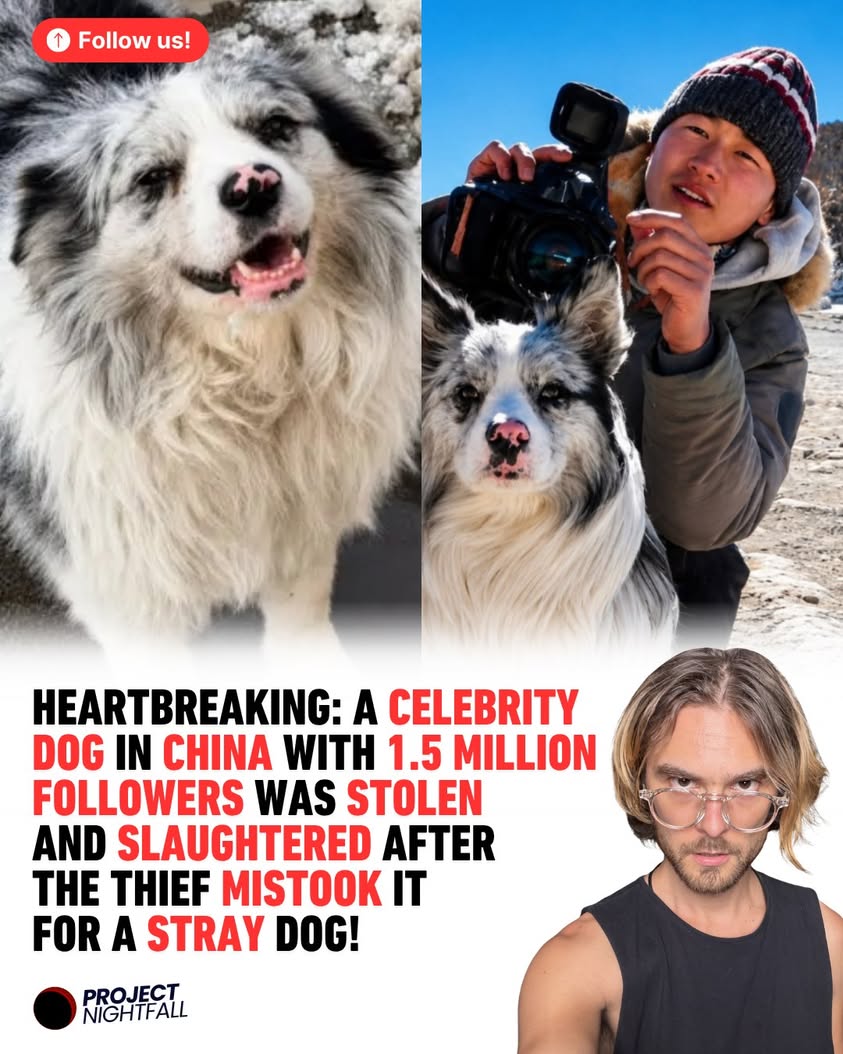 Beloved dog icon stolen and sold for meat, owner's heartbreak exposes ...