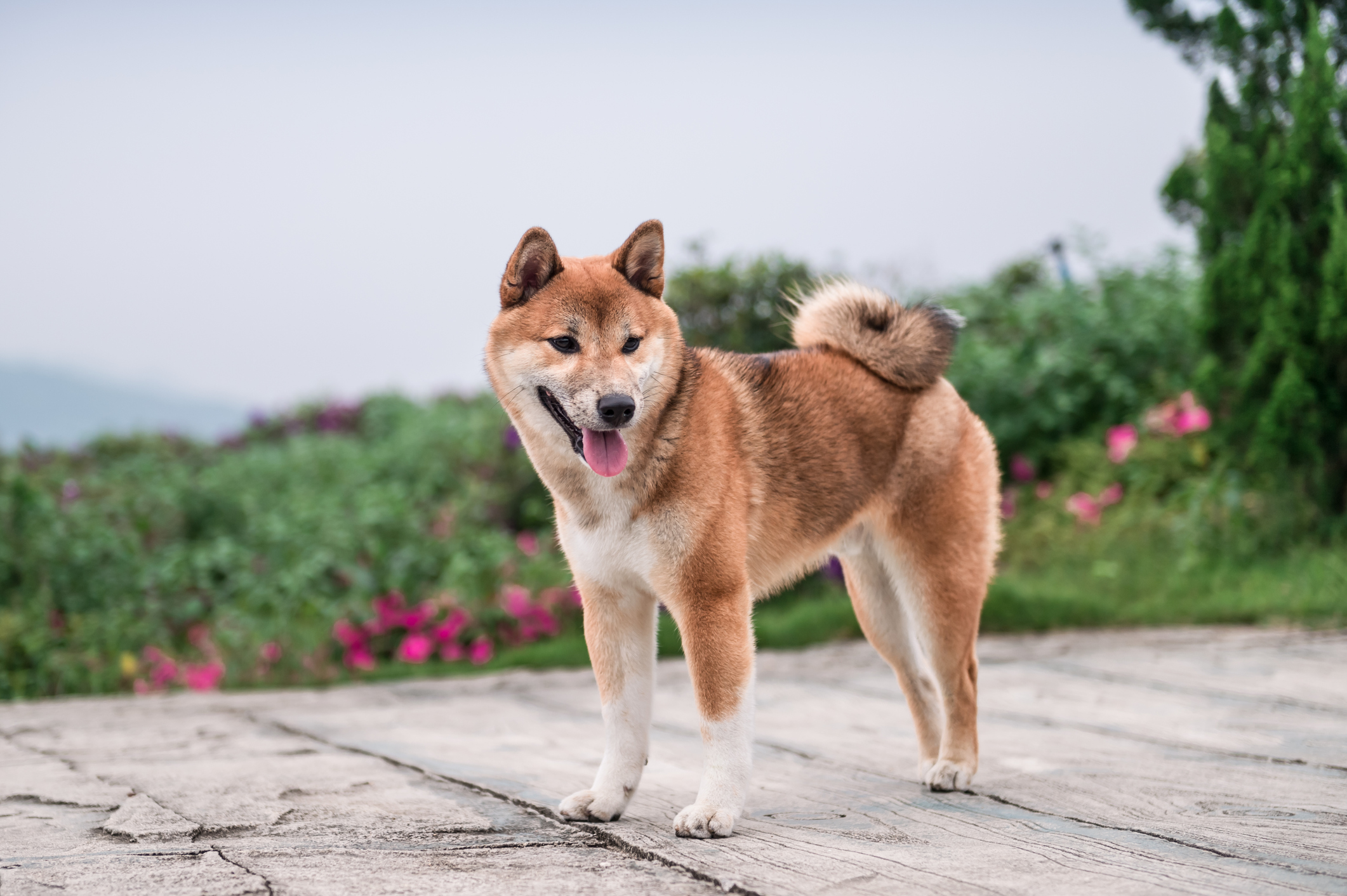 Is Pepe the next Dogecoin -- or just another meme coin that will fade?