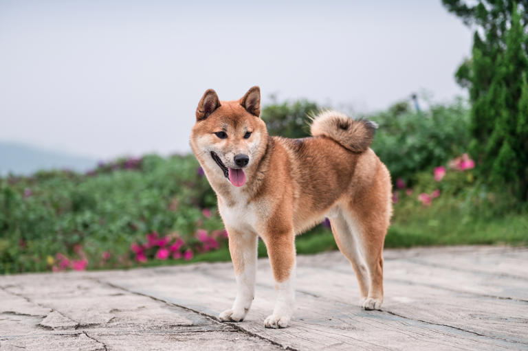 Is Pepe the next Dogecoin -- or just another meme coin that will fade?