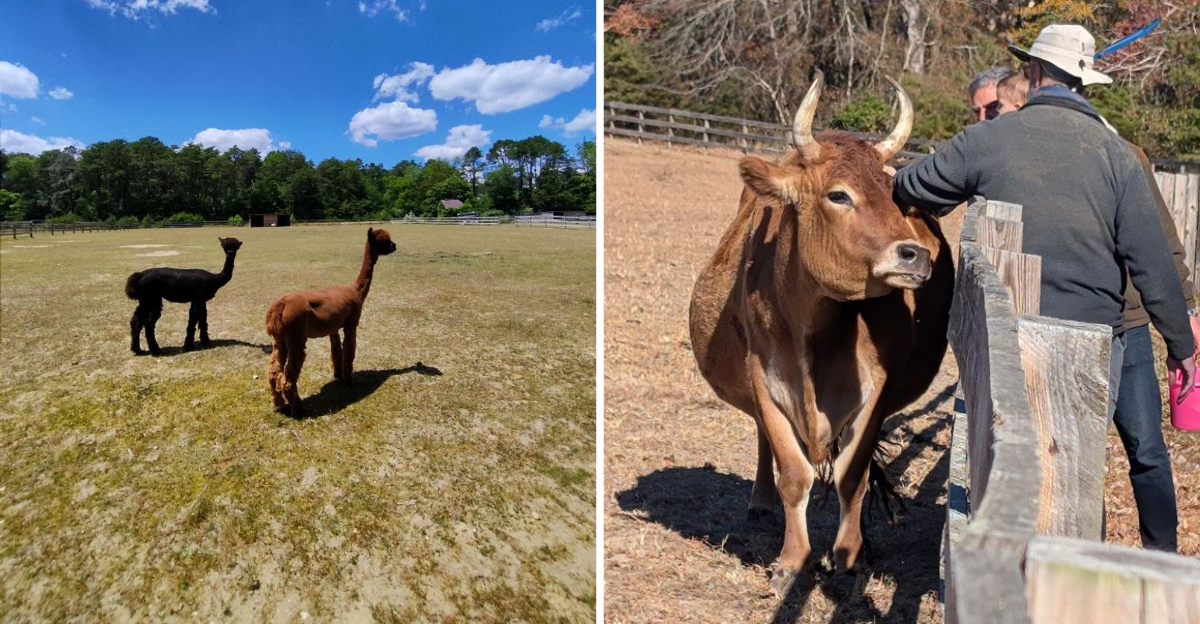 This animal sanctuary in New Jersey offers 43 acres of freedom for ...