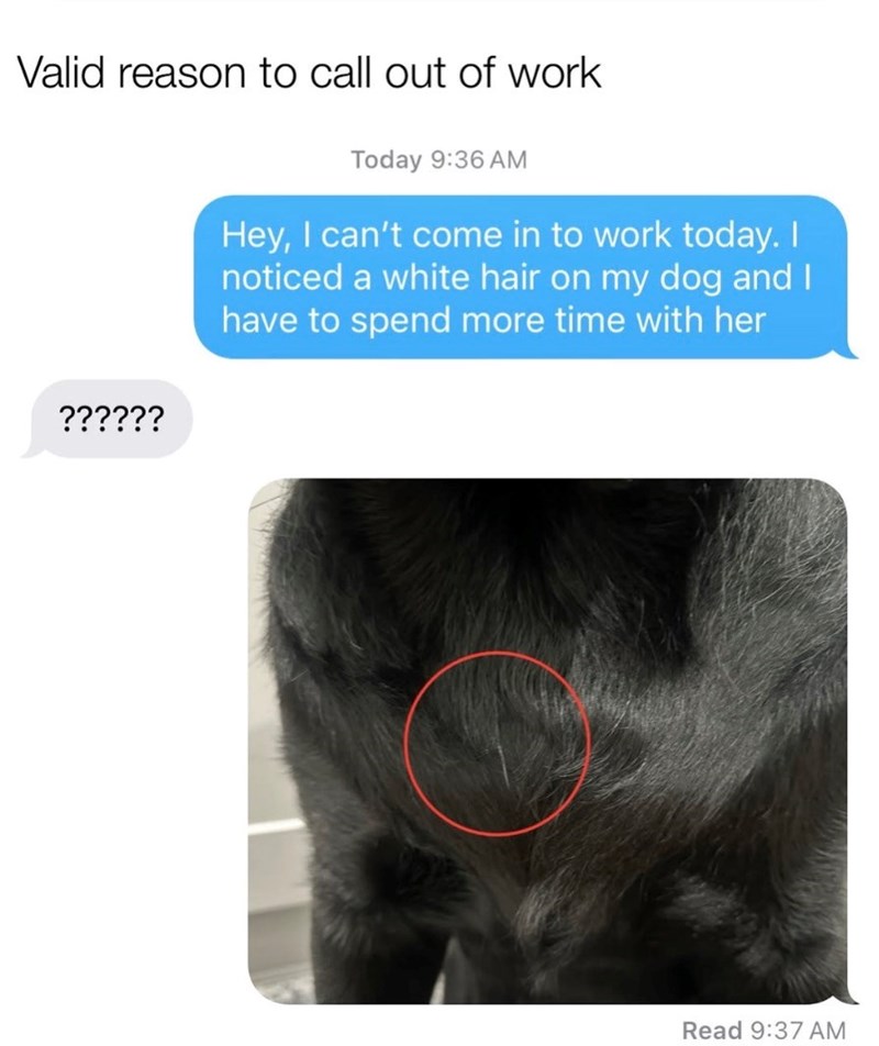 'Good boys get good memes': Dog memes to fill your morning cup with ...