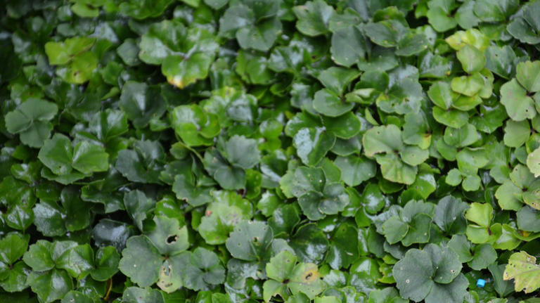 Grow this low-maintenance perennial with lush foliage as a ground cover ...
