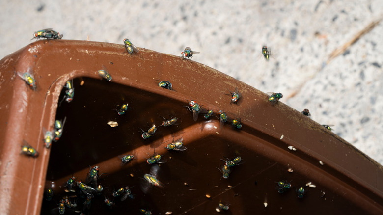 Downsides of an outdoor compost bin you haven't thought about