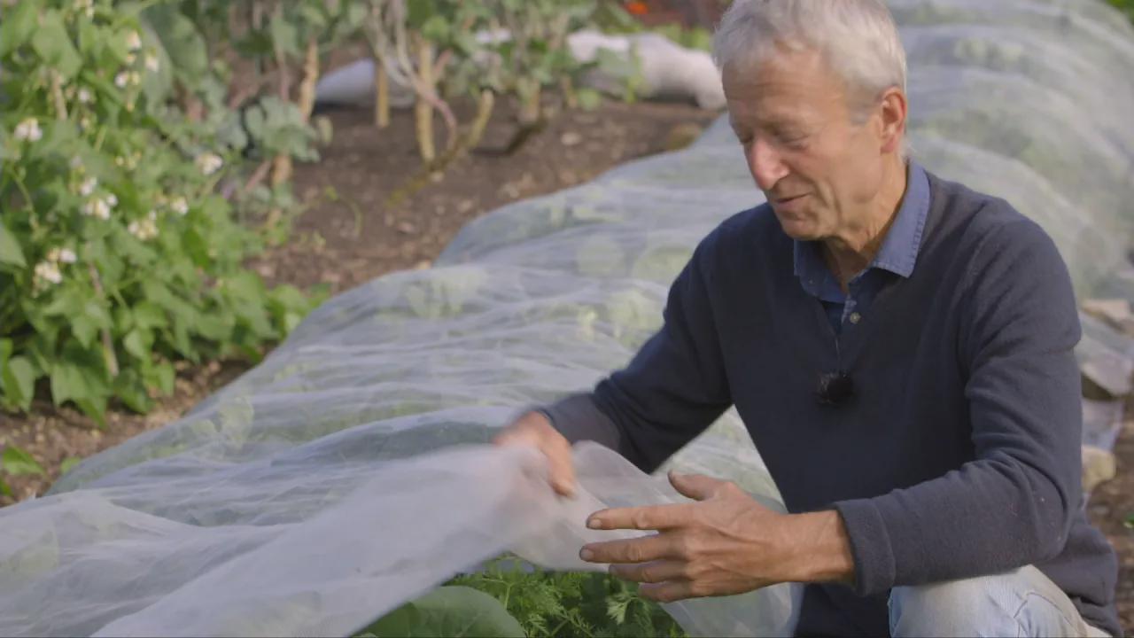 Mesh covers to protect vegetables, showing how and when to use them