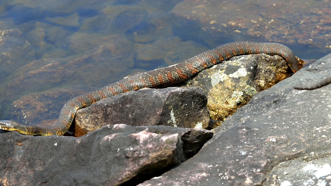 Water snake secrets every nature lover should know
