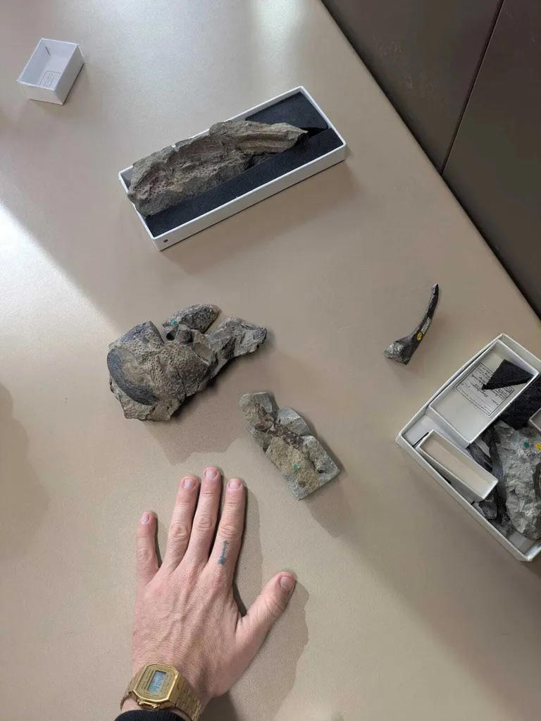 Largest scorpion ever grew to over three-feet long and had six-inch ...