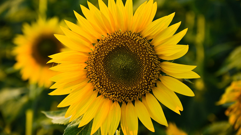 18 garden flowers that will have summer beds bursting with color