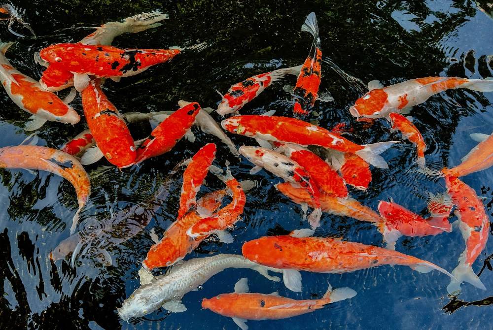 Ornamental fish industry generates over RM8 million in three years in ...