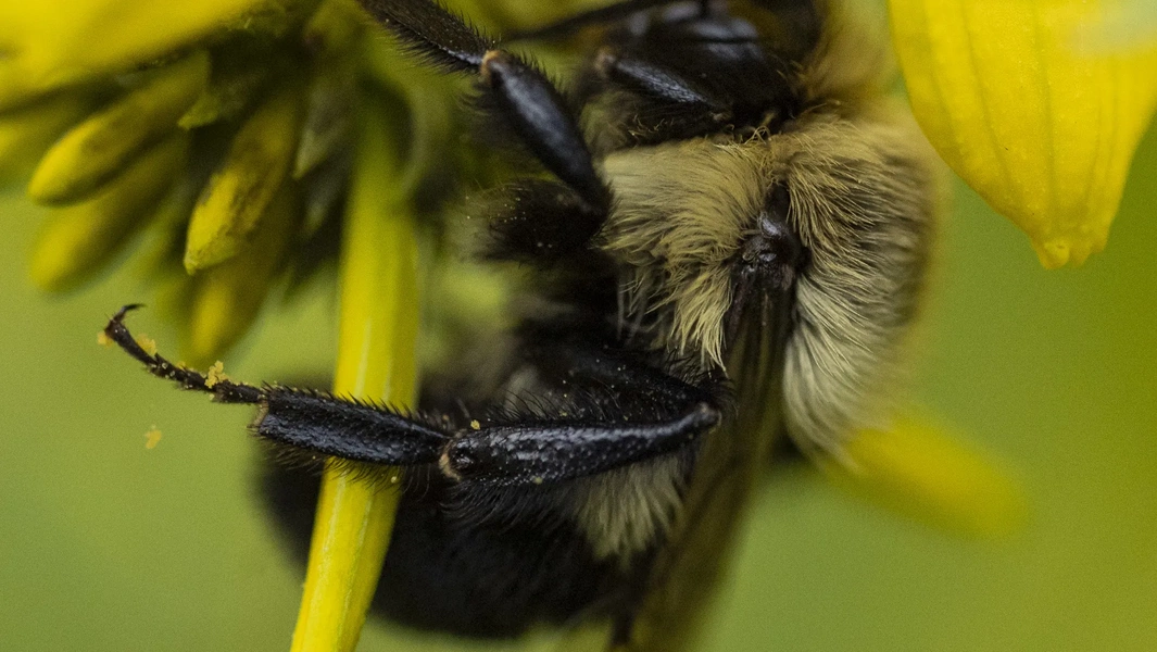 Half of Washington's native bee species unrecorded since 1970s
