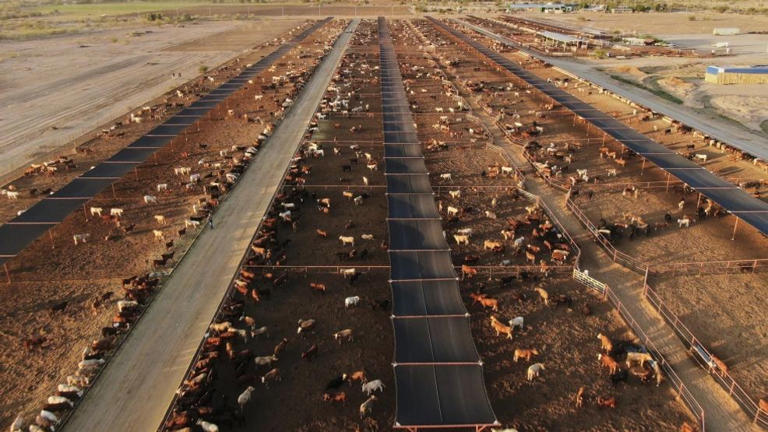 Florida issues emergency livestock rules after Texas screwworm detection