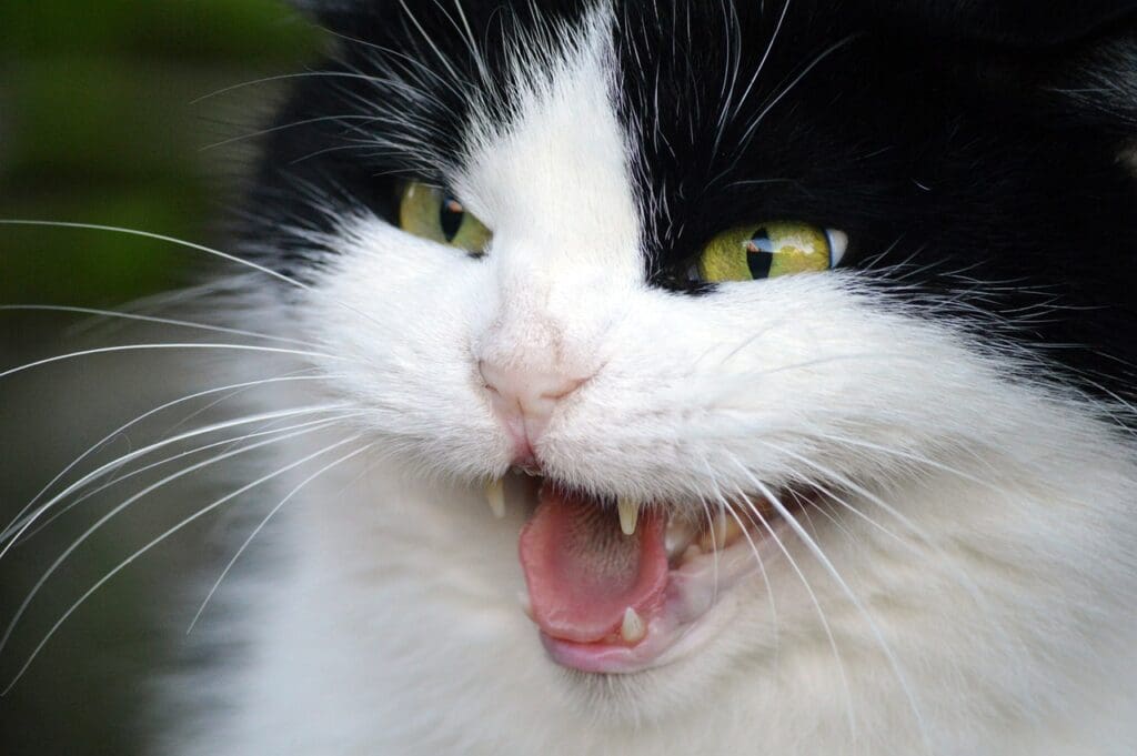 10 reasons your cat keeps biting and scratching (and how to stop it)