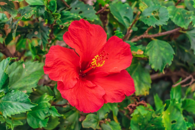 7 fast-growing summer flowers for a colorful garden in no time