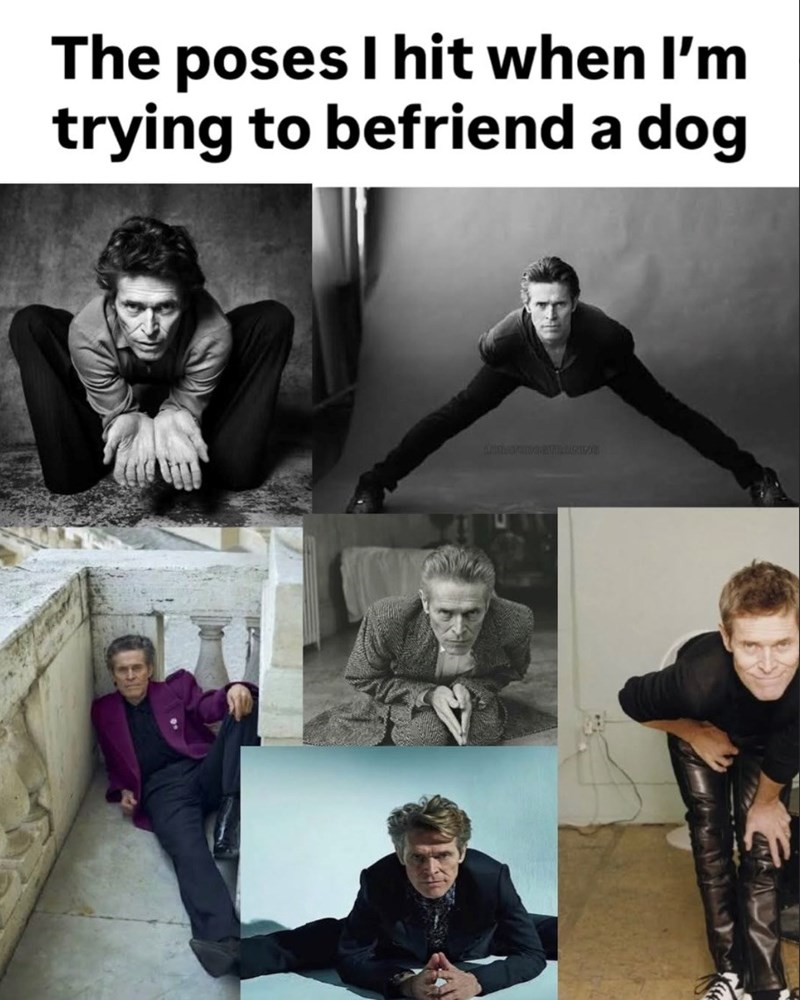'Good boys get good memes': Dog memes to fill your morning cup with ...