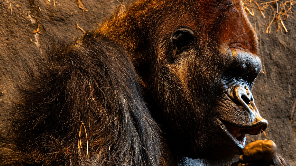 The daily habits of a gorilla few people ever see