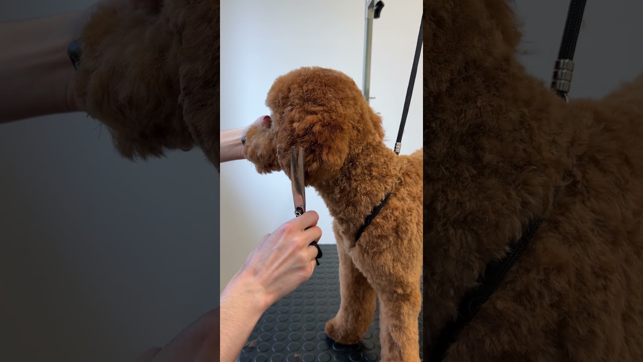 Fluffy ginger poodle grooming transformation: Face & head makeover!