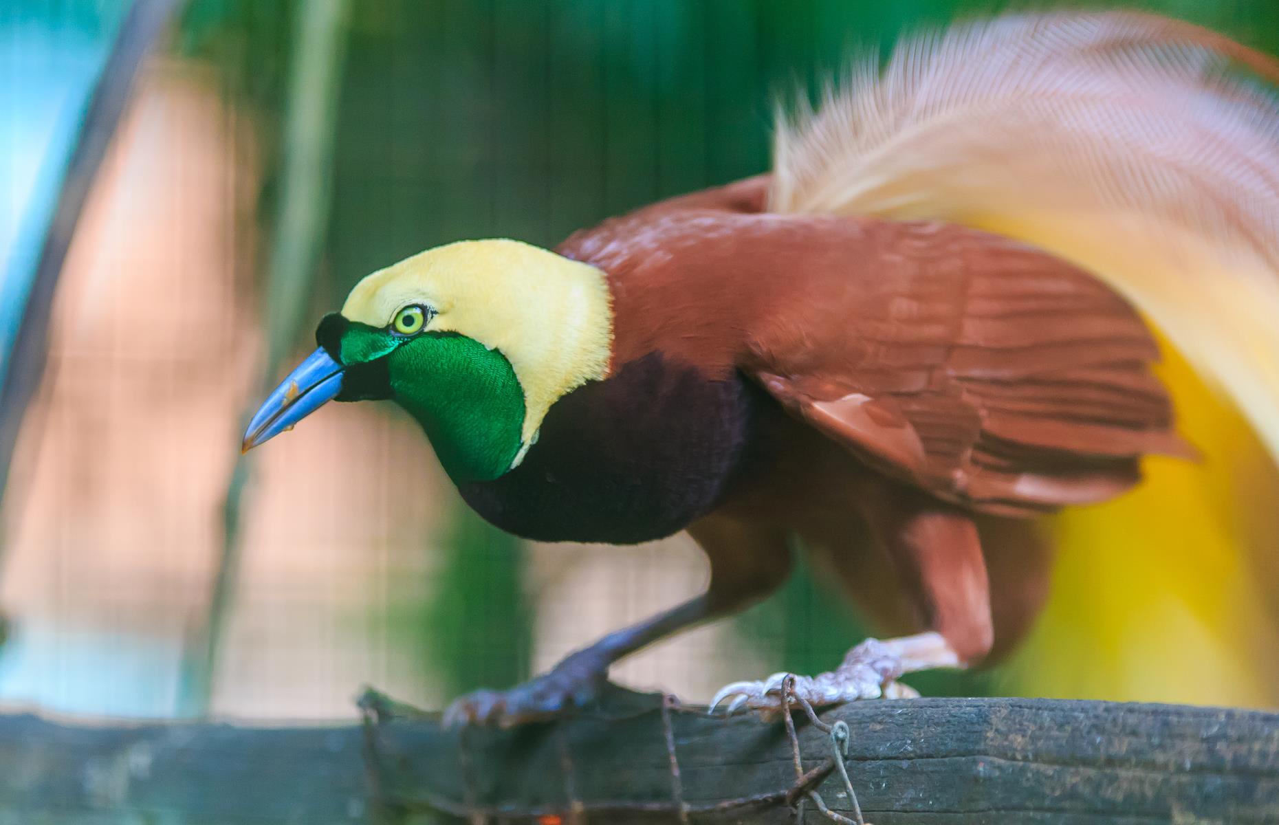 The world's most beautiful rainforests under threat of disappearing