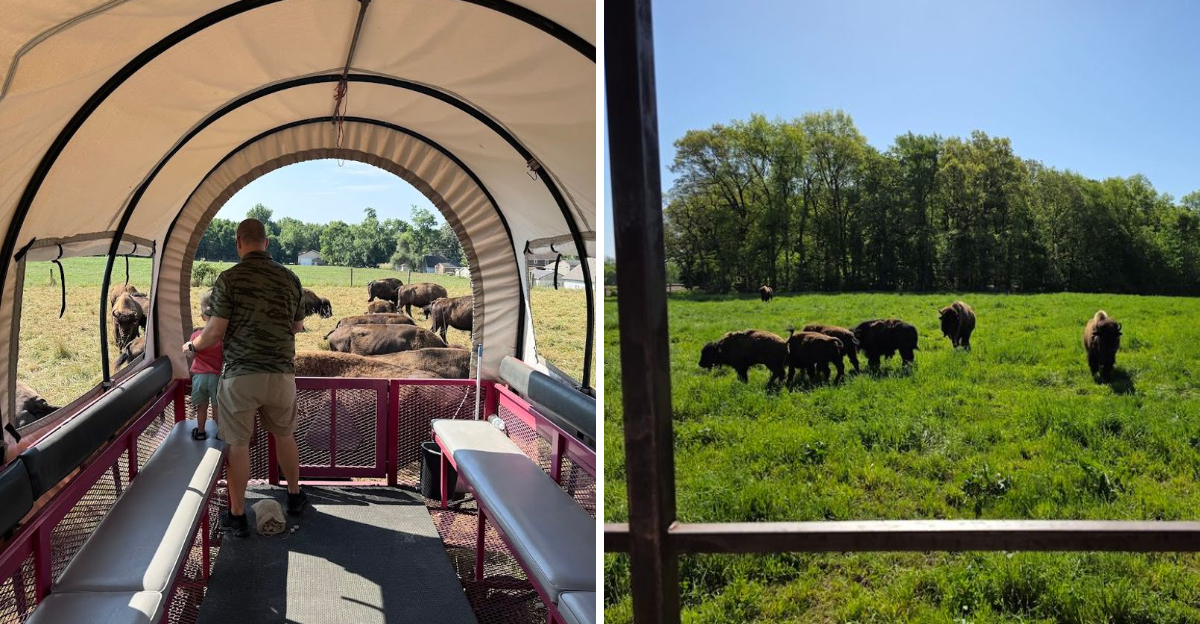 The hidden Indiana bison ranch where you ride a tractor wagon directly ...