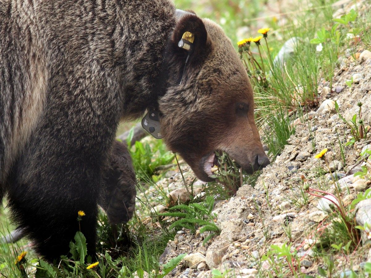 Parks Canada implements no-stopping zone along Bow Valley Parkway ...
