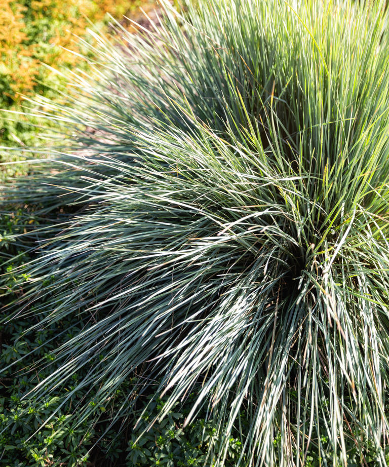 6 drought-tolerant ornamental grasses that thrive anywhere – and are ...