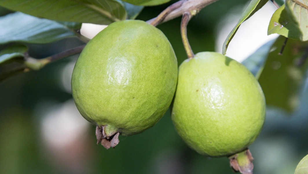 Why guava deserves a spot in your life