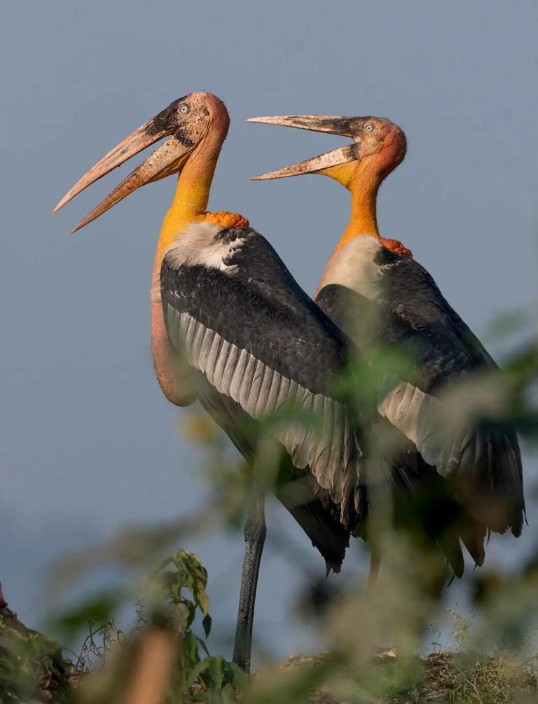Kaziranga emerges avian hotspot, hosts 45% of India’s raptors, 6 of 8 ...