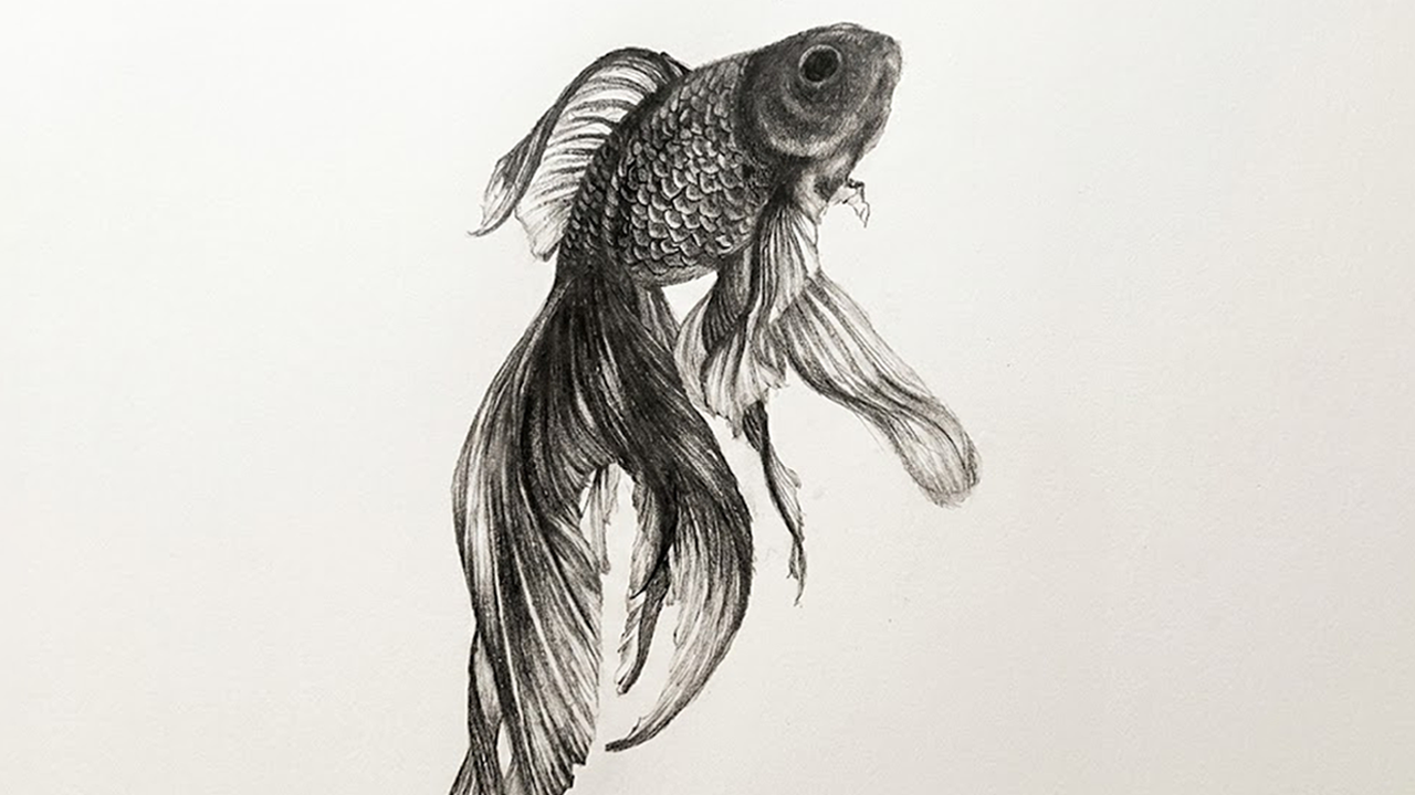 Goldfish charcoal sketch process | Realistic shading & texture techniques