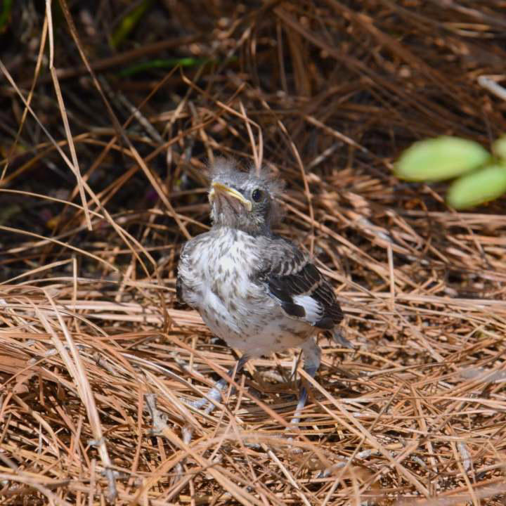 Destined to soar: Baby mockingbird rescued by Nature Camp in Summerville